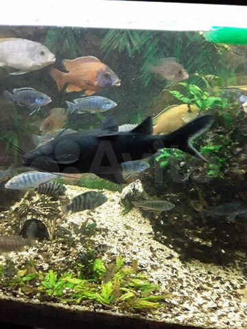 Сом птеригоплихт и сомы перевертыши