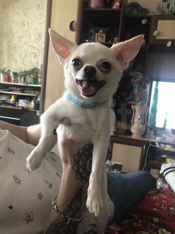 Вязка кобель чихуахуа