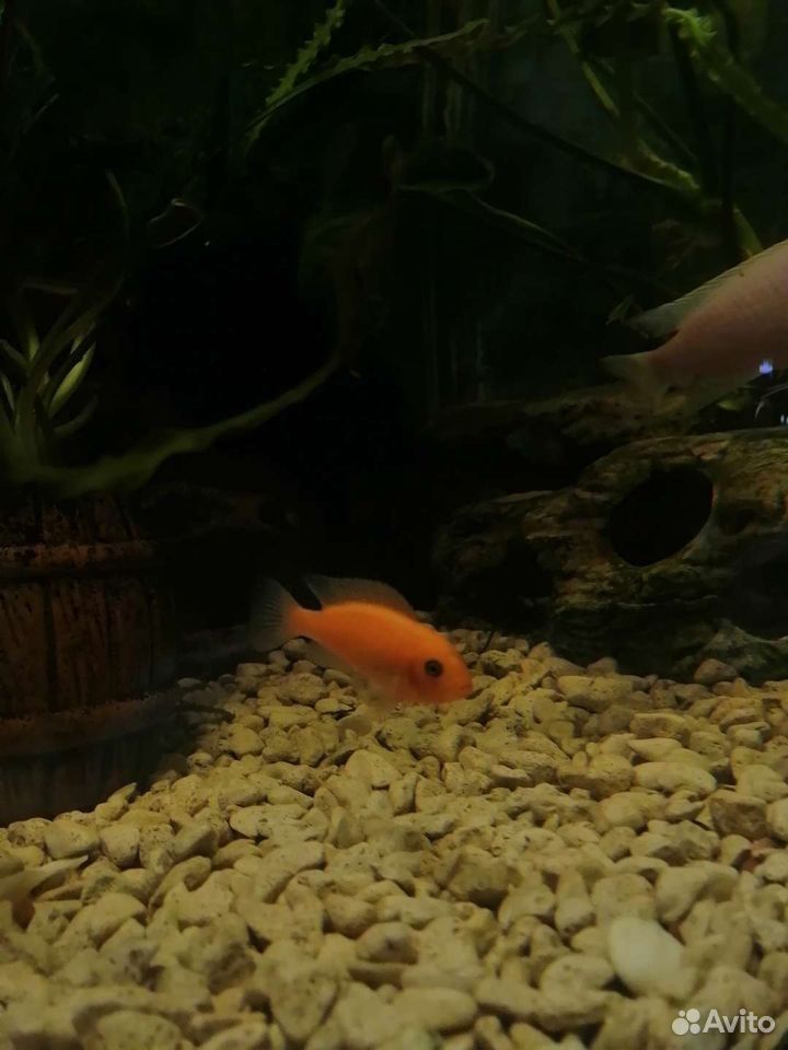 Рыба Цихлида