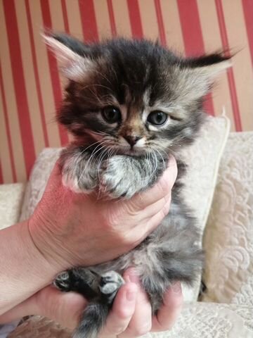 Котята ищут дом