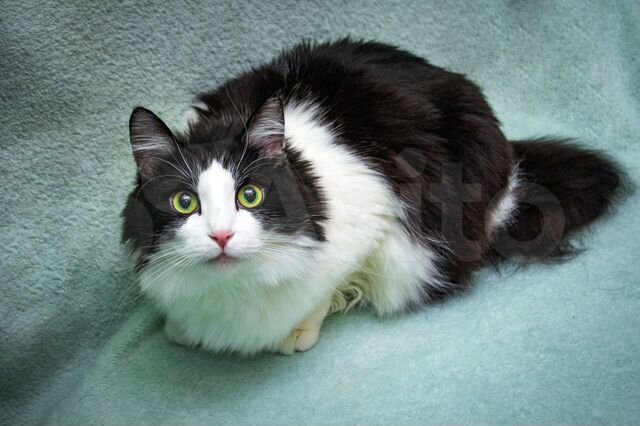 Кошка ищет дом