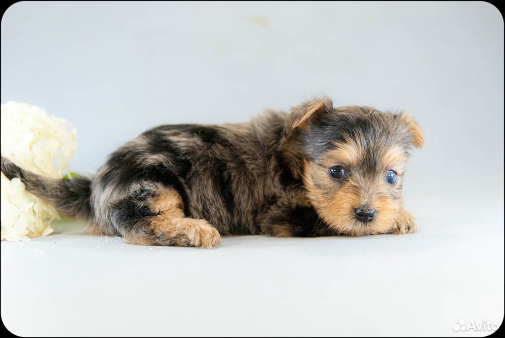 Мальчик Блю мерле