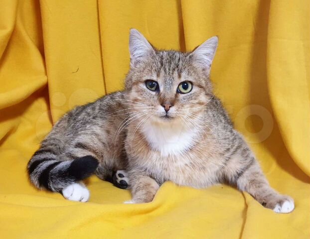 Обаятельный парнишка ищет дом