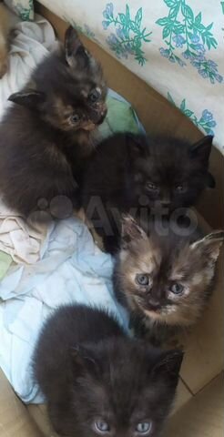 Котята 1 мес в добые руки