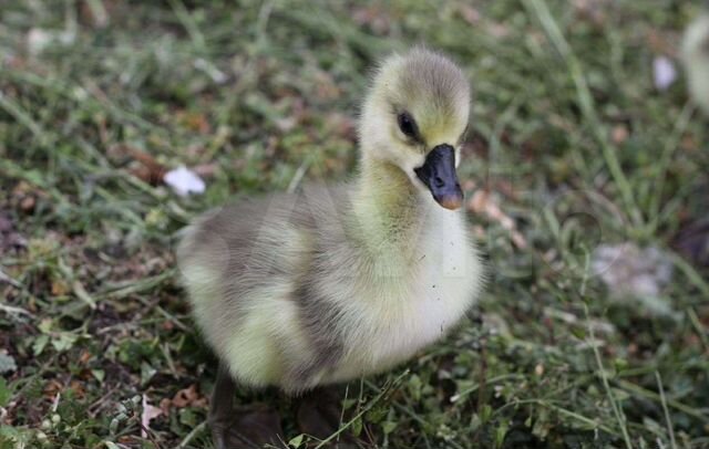 Реализуем оптом суточных Гусят, Утят и другую с/х