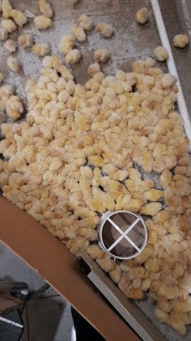 Куры Несушки цыплята