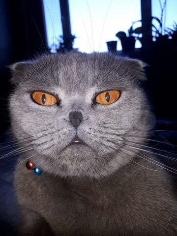 Ищу котика для вязки