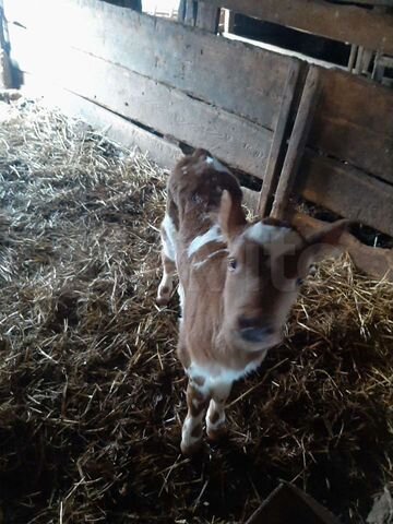 Тёлочка и бычки