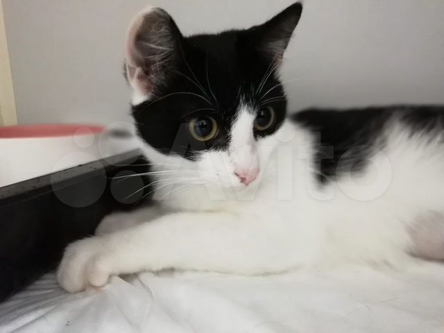 Котенок в добрые руки