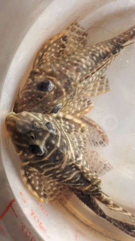 Сомы l-318, l-136, фильтра и растюшки