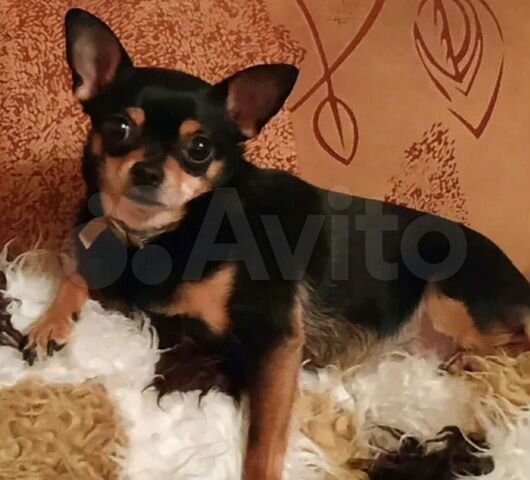 Булочка в семью