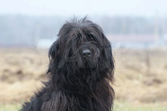 Лютик, метис рчт в ответственные руки