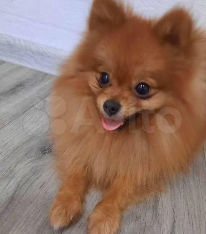 Вязка бесплатно мини Шпиц