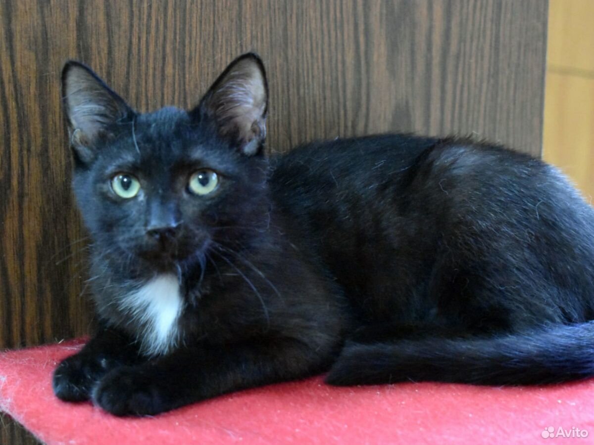 Брюнет с белым галстучком на груди котенок Чарли