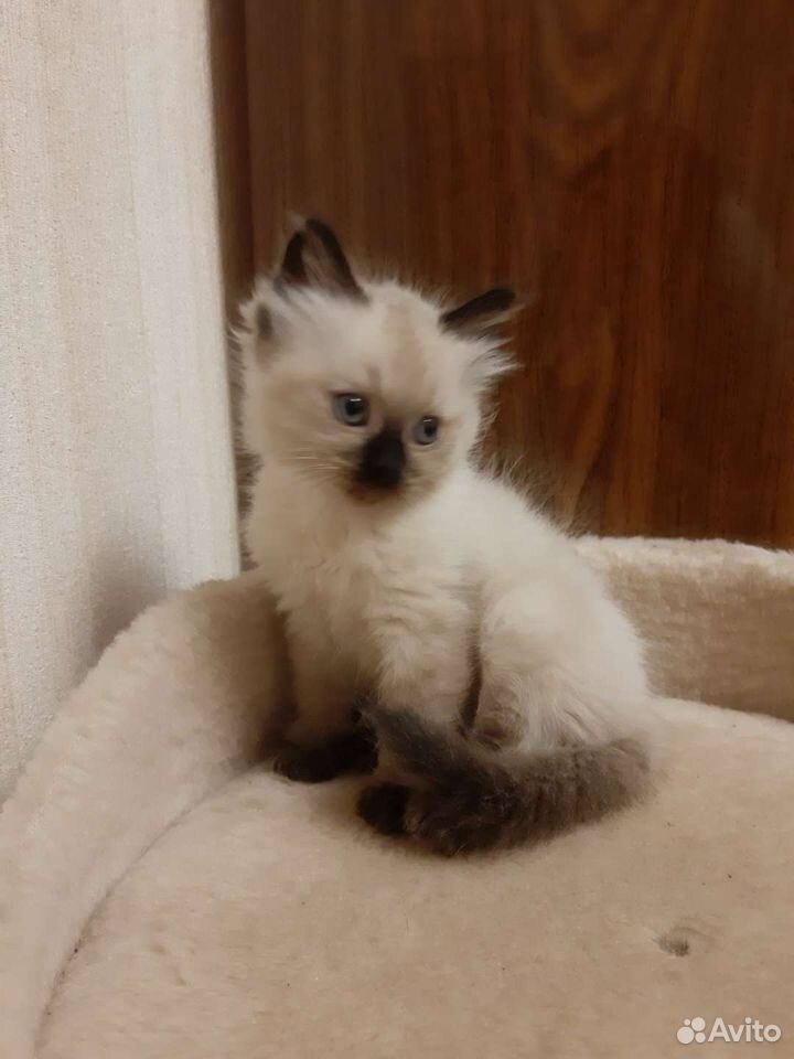 Тайская кошечка