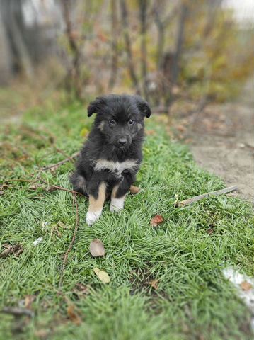 Собака Щенок