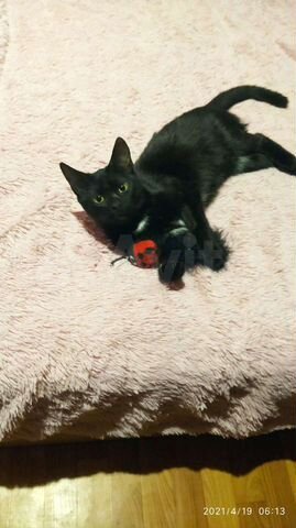 Маленькая Пантерка