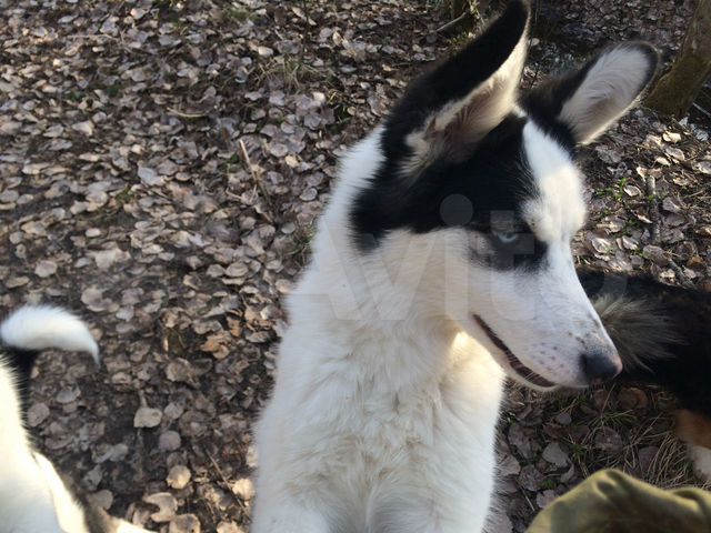 Щенок бк шелти зсл