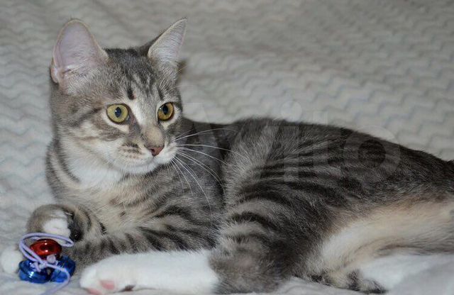 Кошка Мята 7 мес