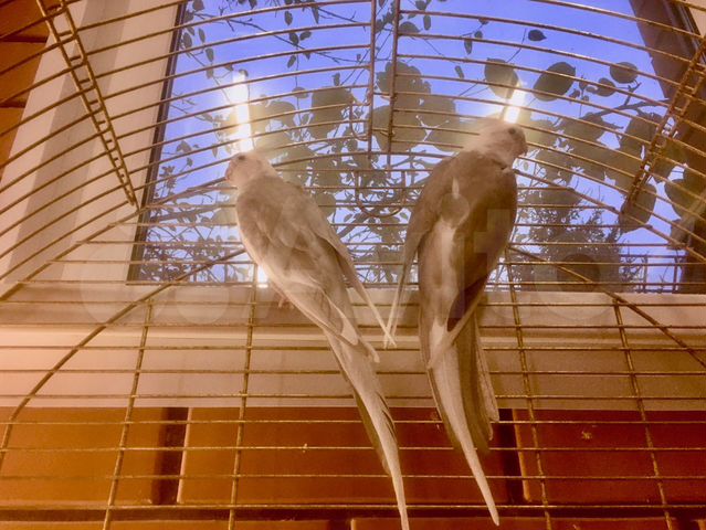 Кореллы Пара коричная питомник Медвежьи озёра