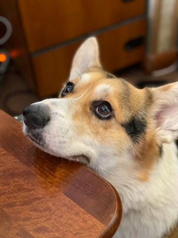 Вельш-корги пемброк вязка