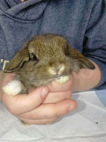 Кролик карликовый минилоп